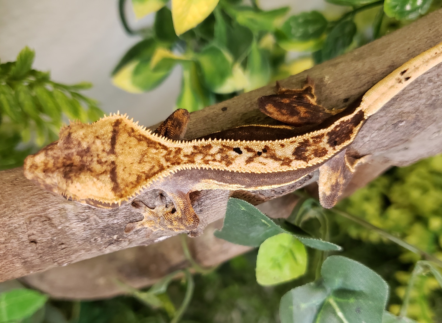 Pinstripe Crested Gecko by Lizard Lickin Good - MorphMarket