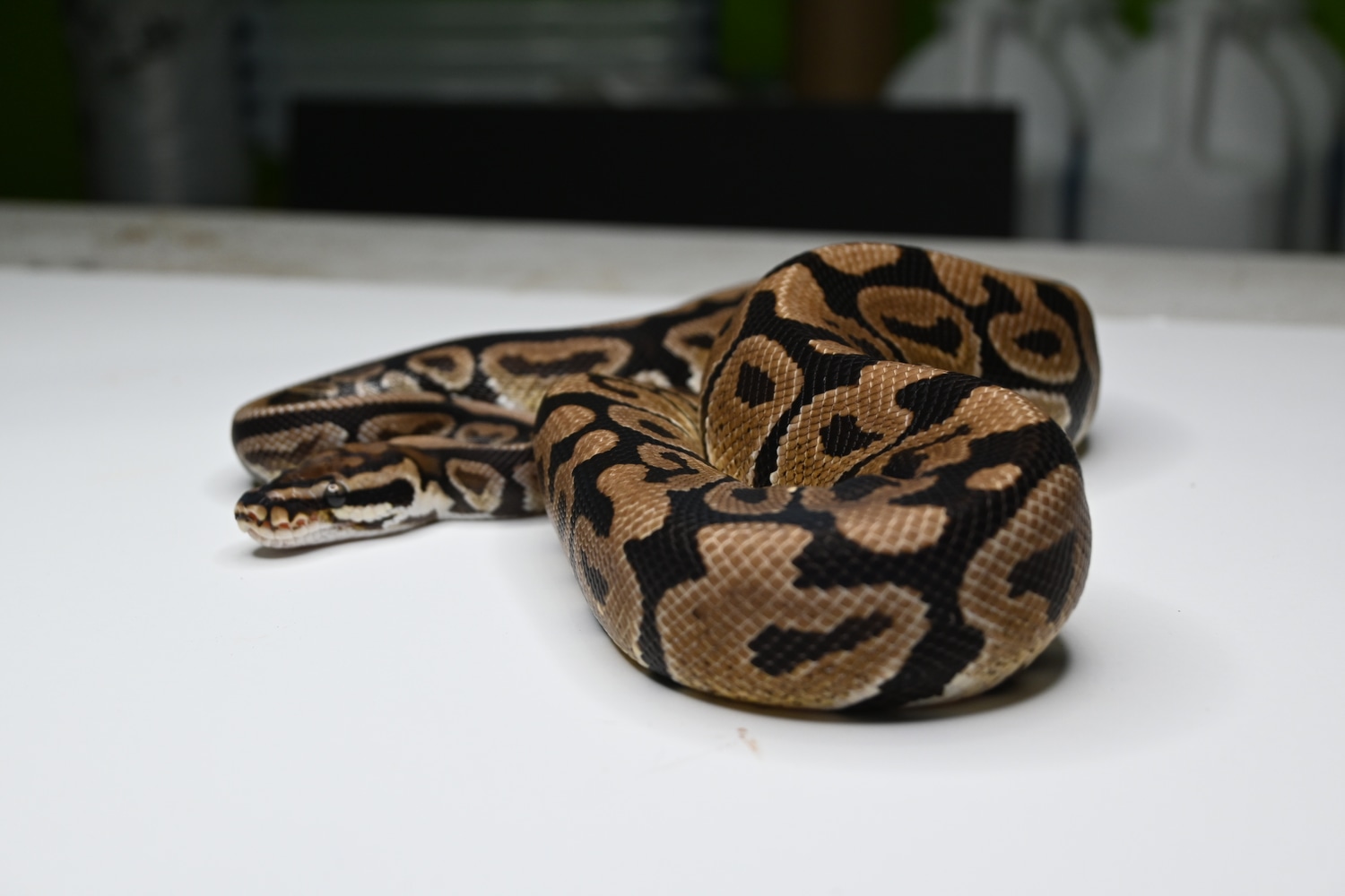 Spotnose (FREE SHIPPING) Ball Python by Semper_Fidelis_Exotics ...