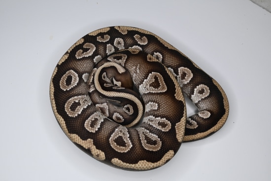 Phantom Het Pied Ball Python by Semper_Fidelis_Exotics