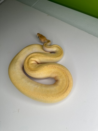 Champagne OD Pastel Fire (FREE SHIPPING) Ball Python by Semper_Fidelis_Exotics