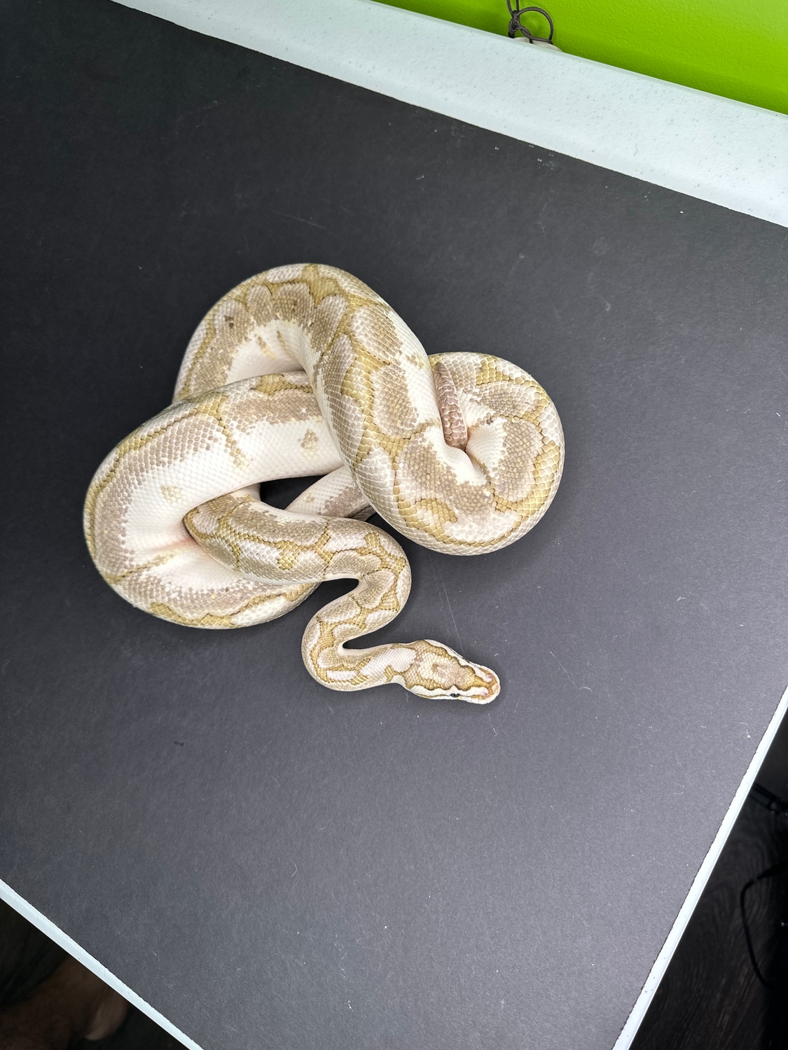 Bamboo Enchi Spider “pet Only” Ball Python by Semper_Fidelis_Exotics - MorphMarket