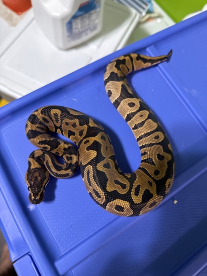 Leopard HET Clown Ball Python by Semper_Fidelis_Exotics