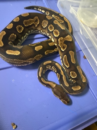 Cinnamon YB Bongo Ball Python by Semper_Fidelis_Exotics