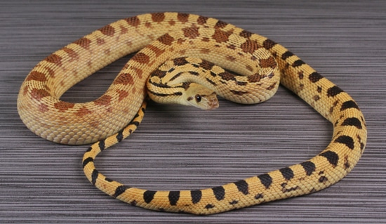 Phelen, Ca Blonde Great Basin Gopher Snake by Temporalis Enterprises, LLC