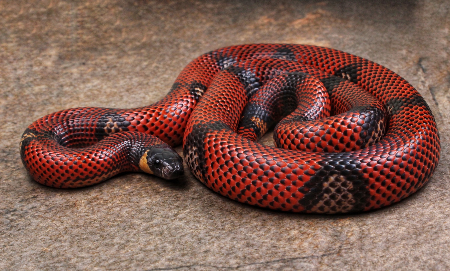 Female Aberrant Blanchard's Milk Snake by Temporalis Enterprises ...
