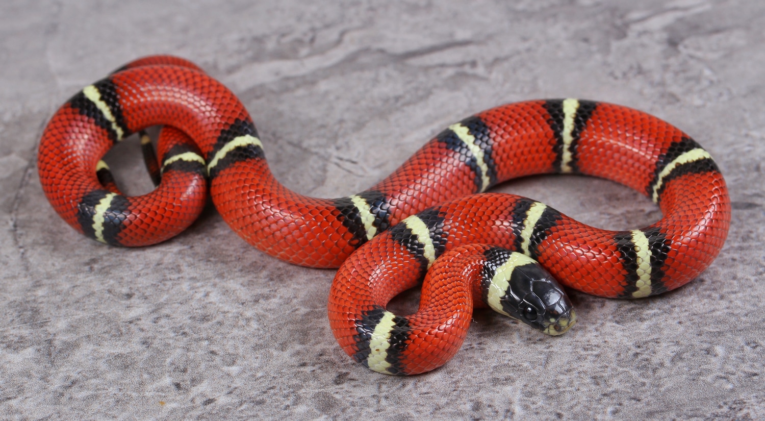Bayer Line Sinaloan Milk Snake by Temporalis Enterprises - MorphMarket