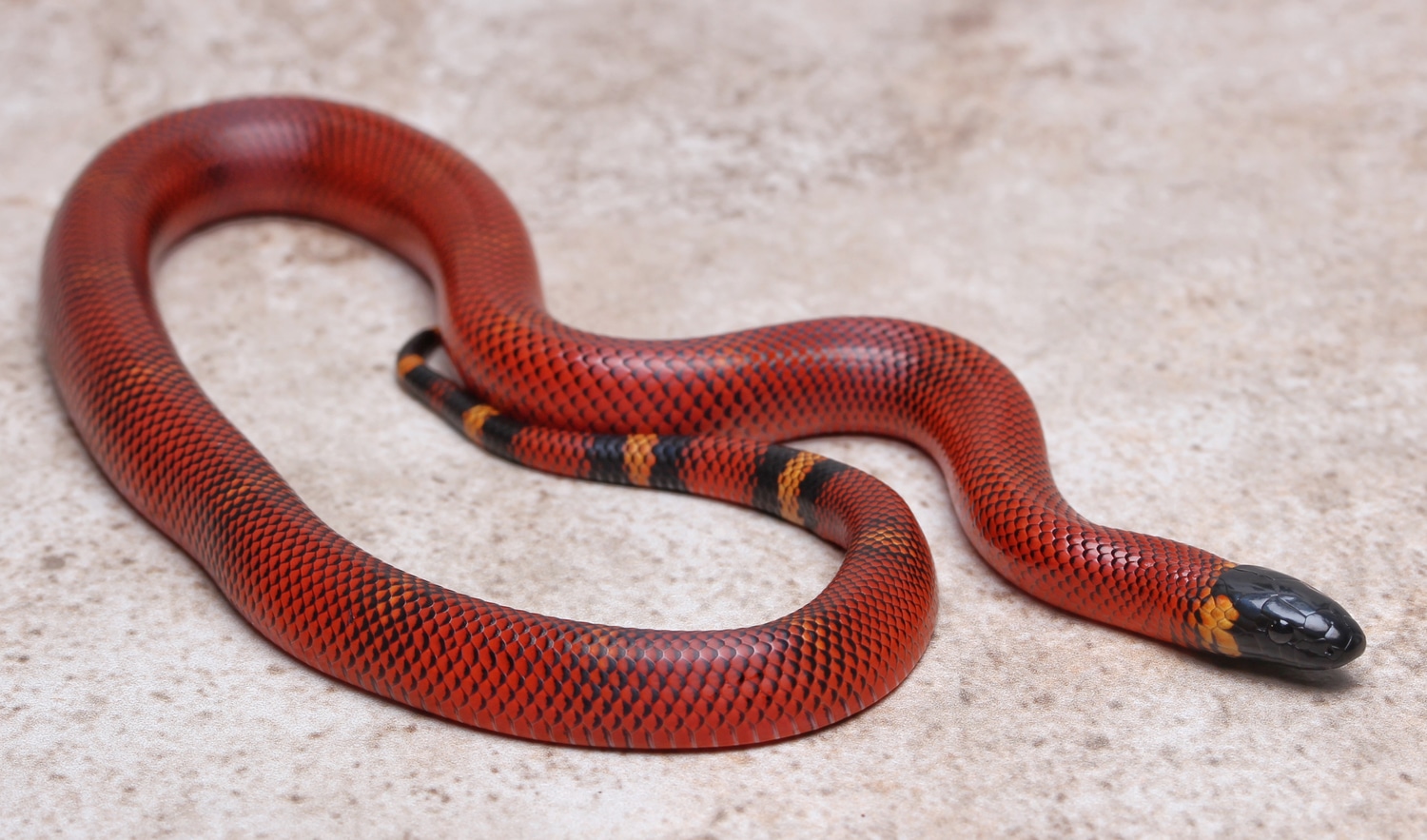 Patternless Blanchard's Milk Snake by Temporalis Enterprises - MorphMarket