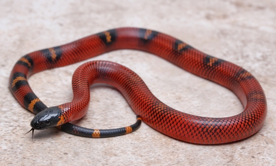 Half Patternless Aberrant - FREE SHIPPING Blanchard's Milk Snake by ...