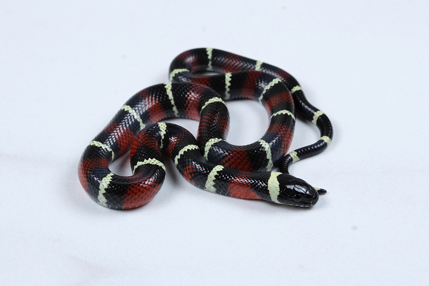 Arcifera! Lake Chapala, Jalisco, Mexico Locality Jalisco Milk Snake by ...