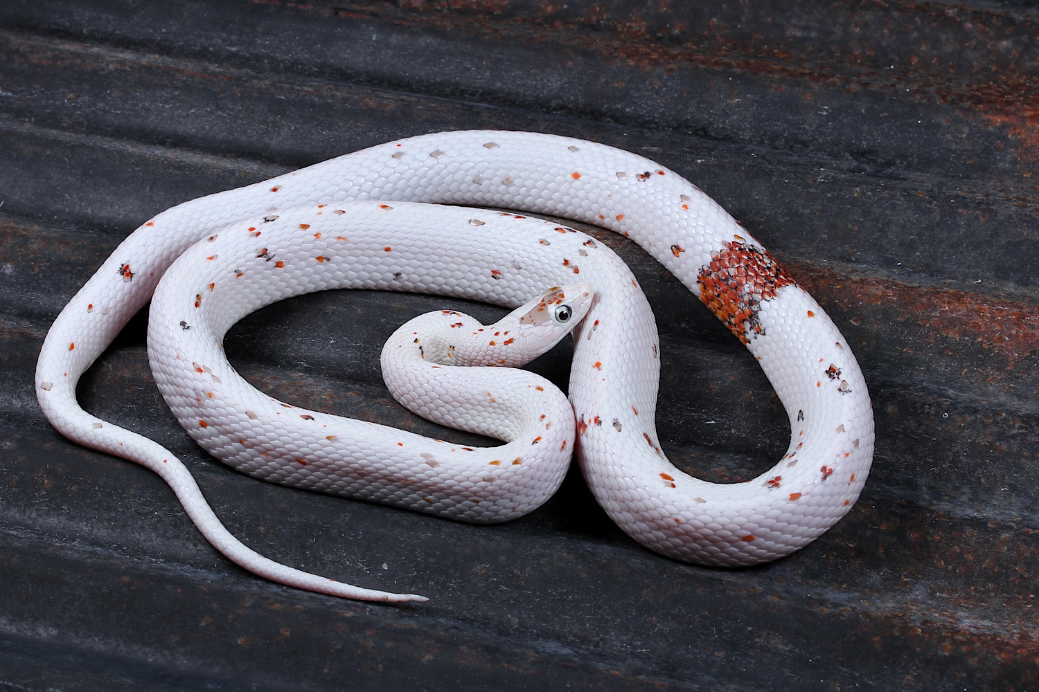 Paradox Palmetto Corn Snake by Temporalis Enterprises - MorphMarket