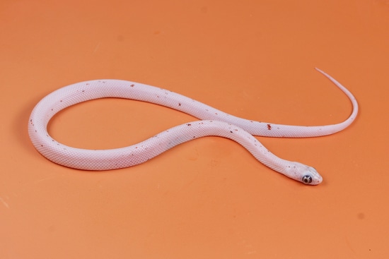 ***Pet Only*** Palmetto With Bug Eyes Corn Snake by Temporalis ...