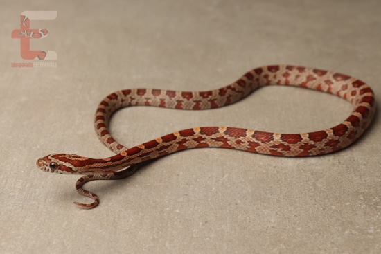 Normal Cornsnake Corn Snake by Temporalis Enterprises, LLC