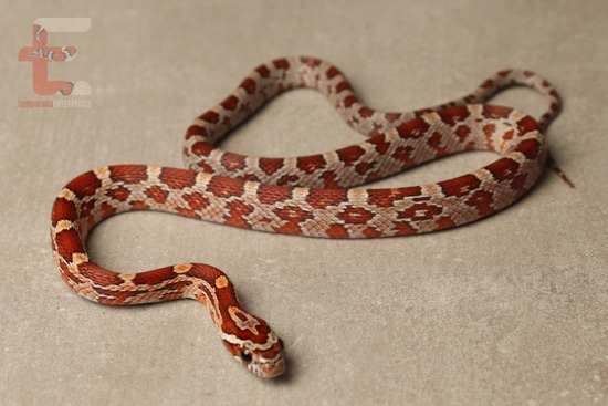 Normal Cornsnake Corn Snake by Temporalis Enterprises, LLC