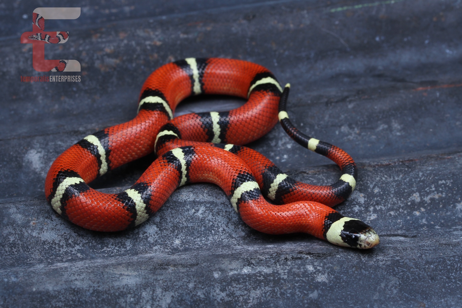 F2 Bayer Line Sinaloan Milksnake