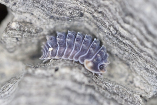 Shiny Gators Isopod by SequoiaExotics