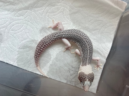 Pied Super Snow Eclipse Leopard Gecko by SequoiaExotics