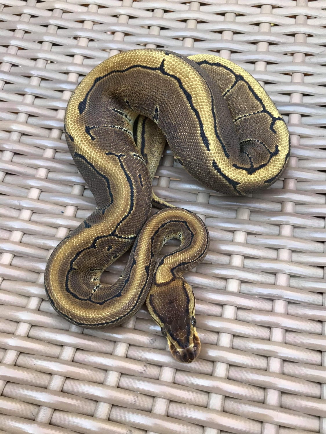 Pinstripe Brite Ball Python by Coils&Critters - MorphMarket