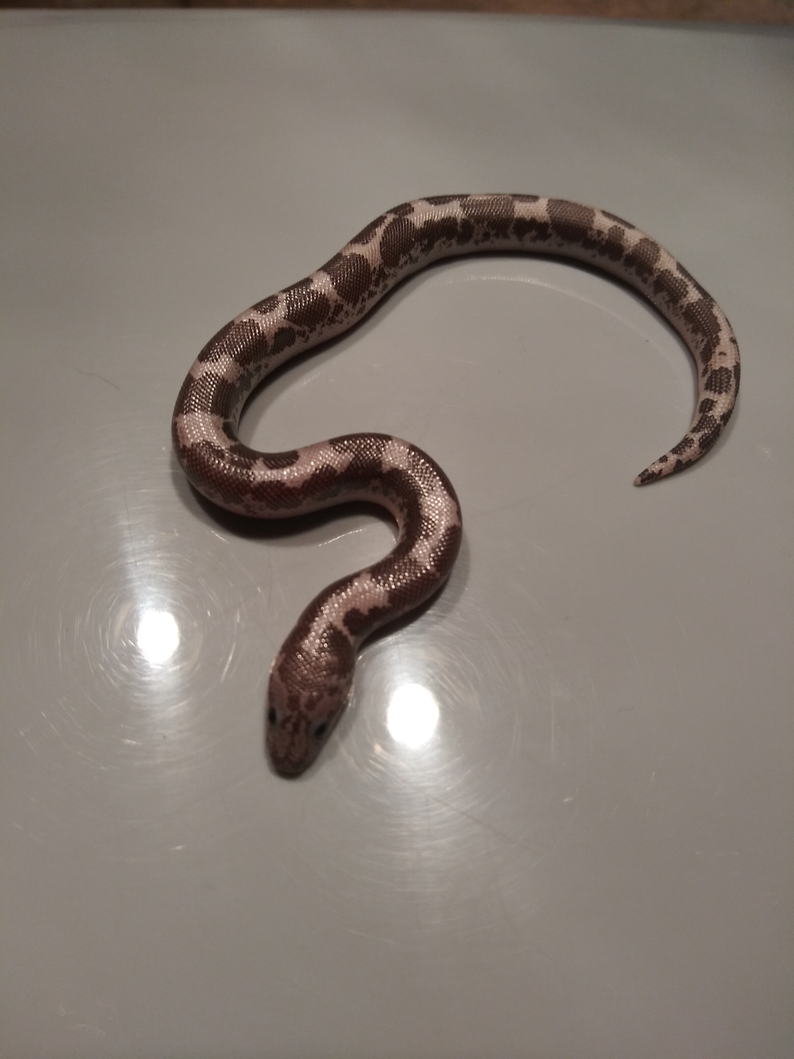 Anery Kenyan Sand Boa by Coils&Critters - MorphMarket