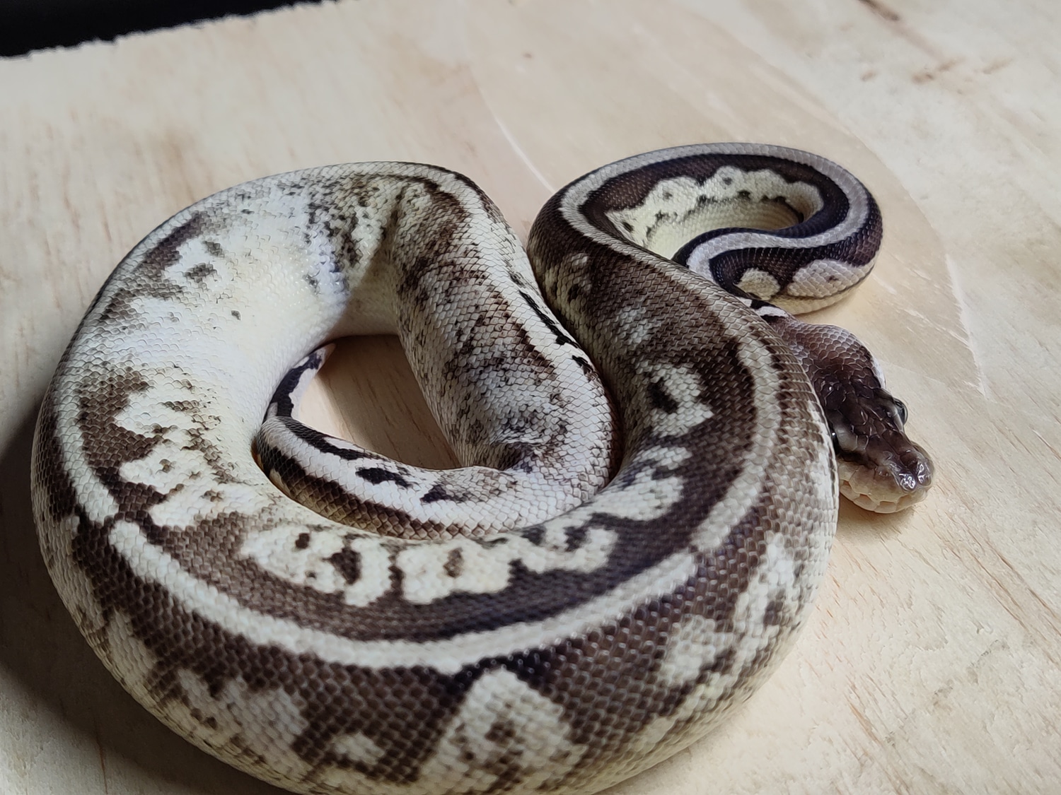 Pewter Vanilla Calico Pos Yellowbelly Ball Python by Coils&Critters ...
