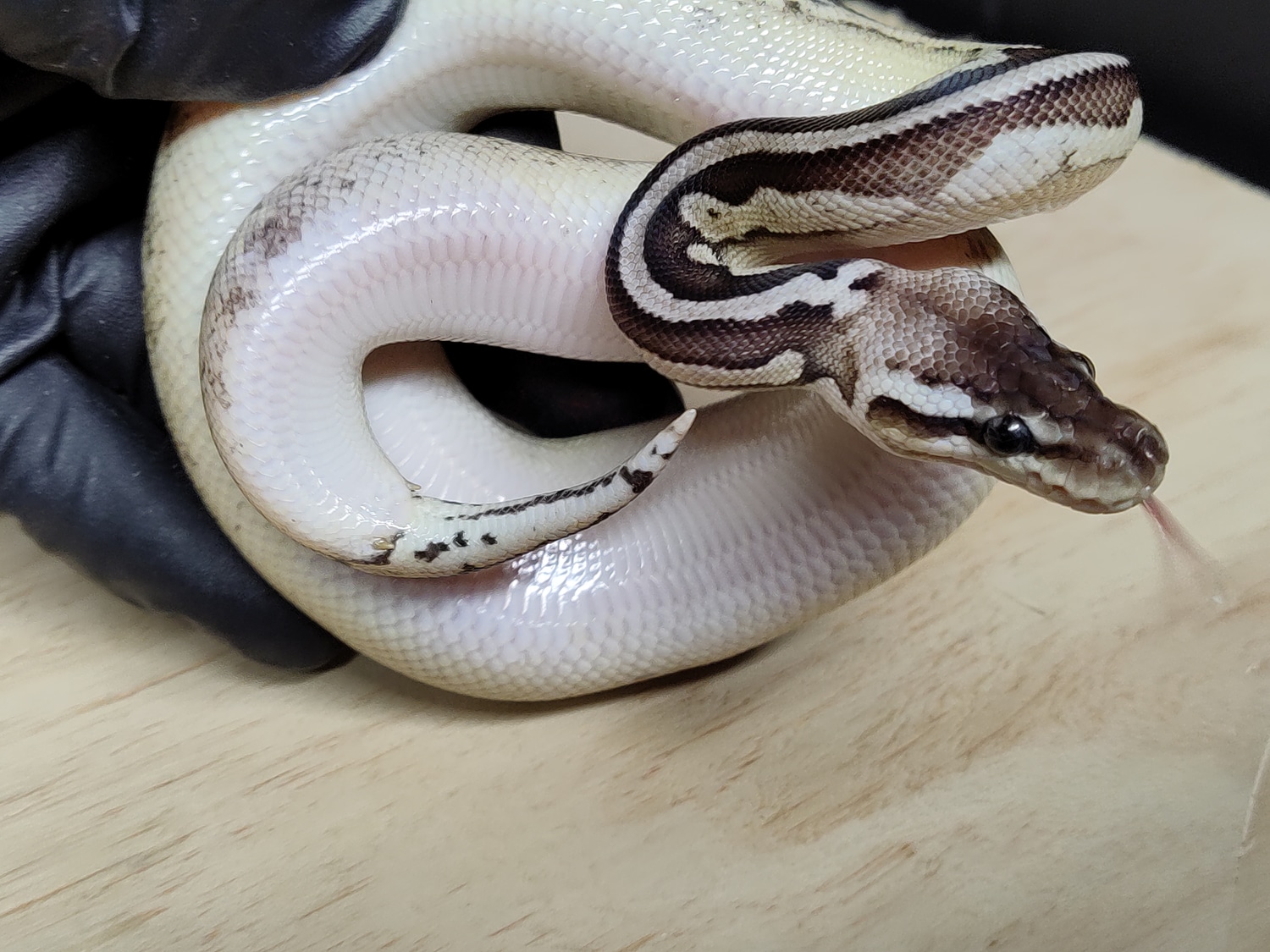 Pewter Vanilla Calico Pos Yellowbelly Ball Python by Coils&Critters ...