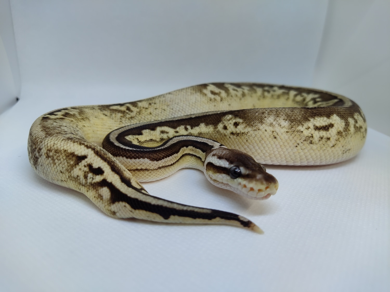 Pewter Vanilla Calico Pos Yellowbelly Ball Python by Coils&Critters ...