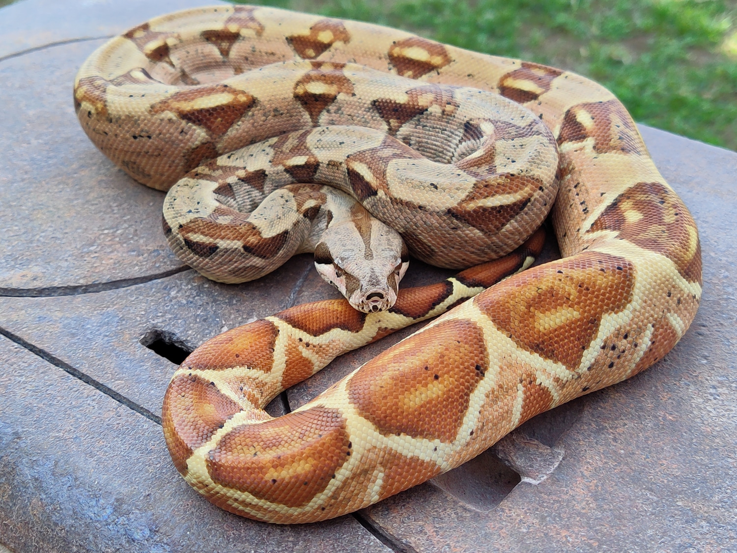 Hypo Salmon 100% Het Albino Boa Constrictor by Coils&Critters - MorphMarket