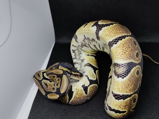 Normal Ball Python by Coils&Critters
