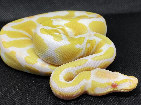 Albino Ball Python by Coils&Critters