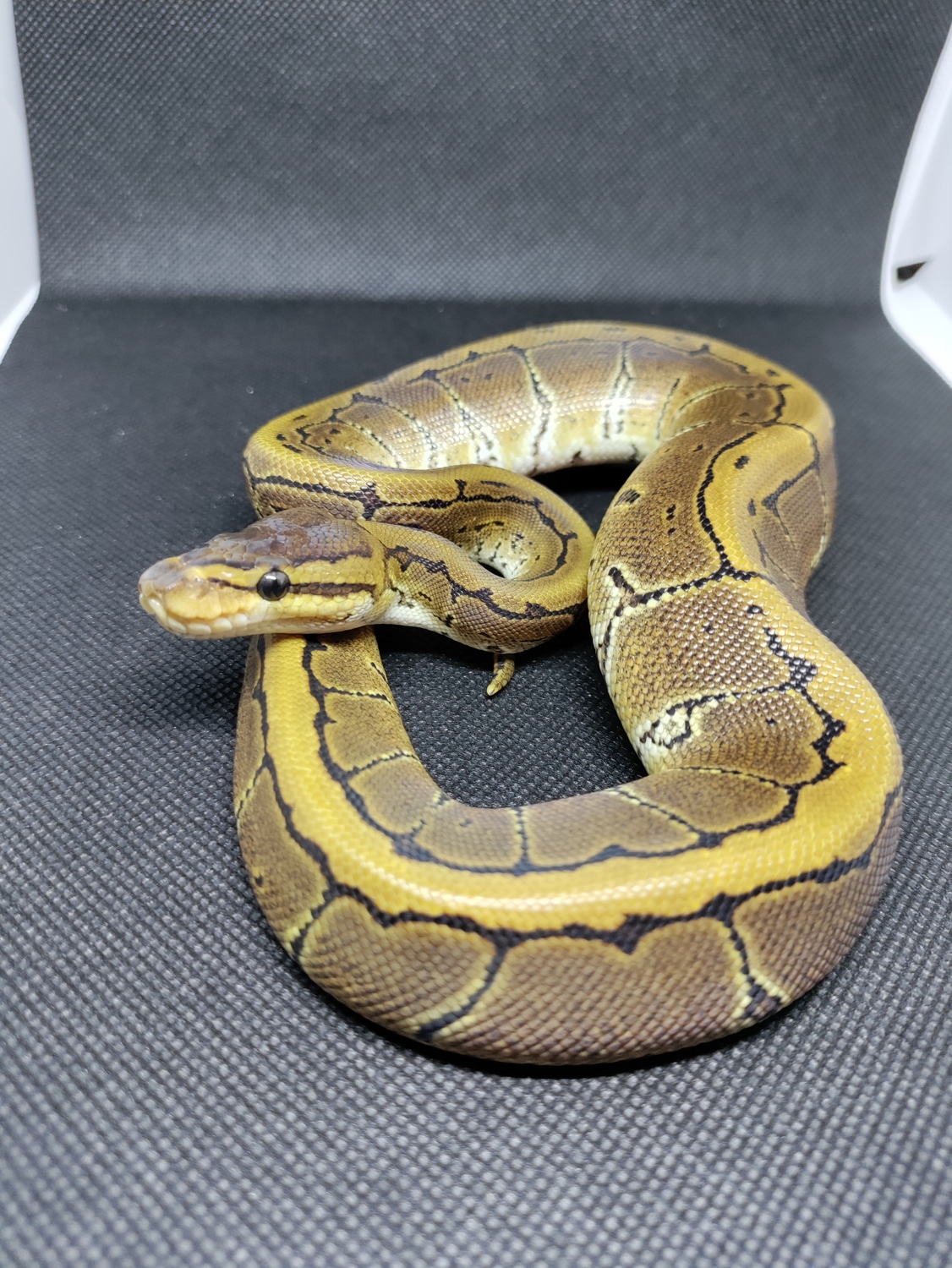 Pinstripe Pos Granite Ball Python by Coils&Critters - MorphMarket