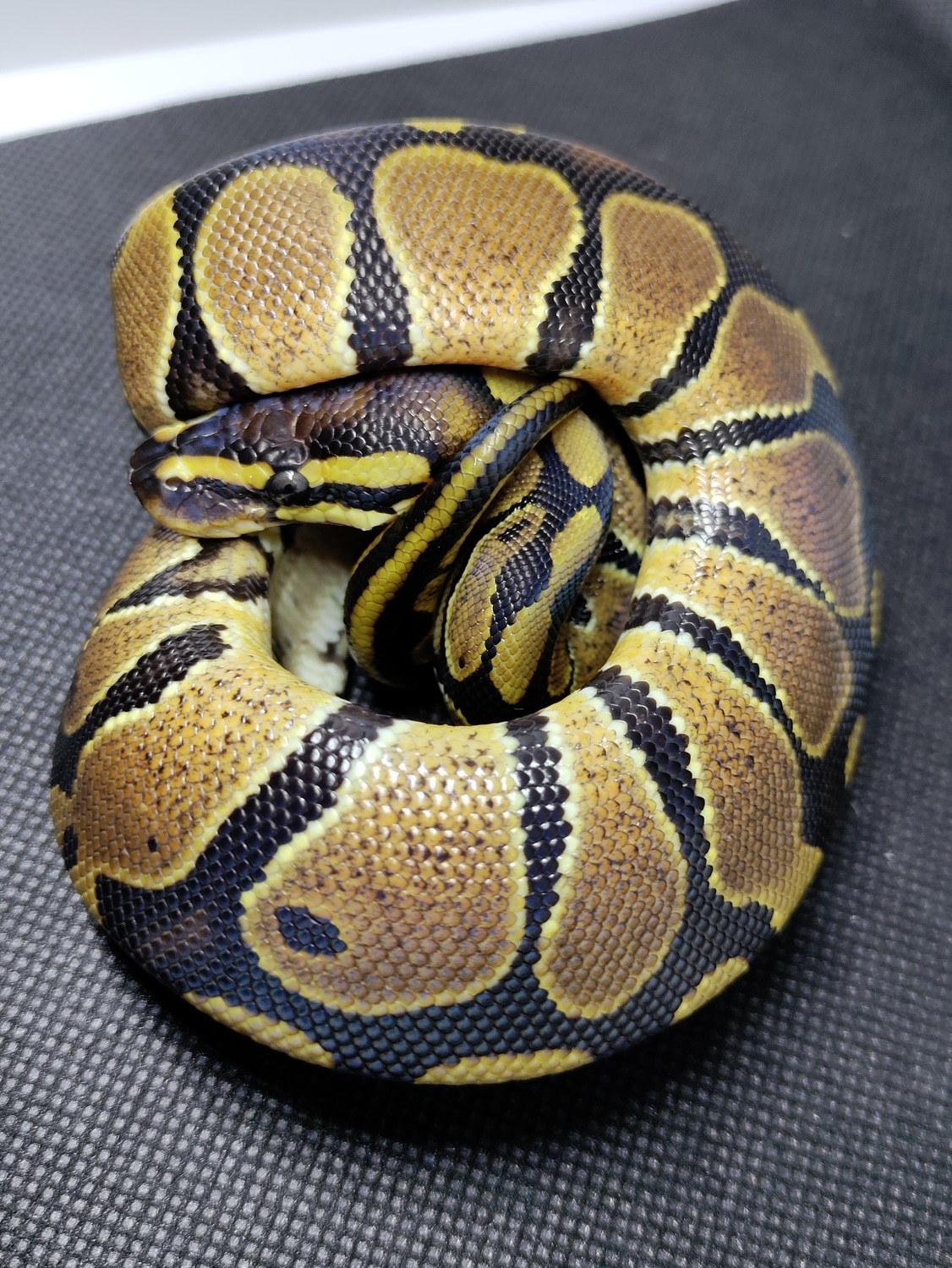Normal Het Albino Ball Python by Coils&Critters - MorphMarket