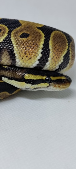 Normal Ball Python by Coils&Critters