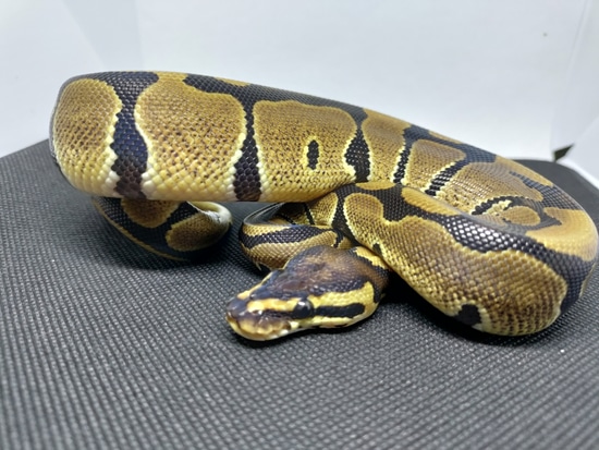 Normal Het Albino Ball Python by Coils&Critters