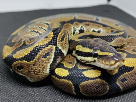 Normal Ball Python by Coils&Critters