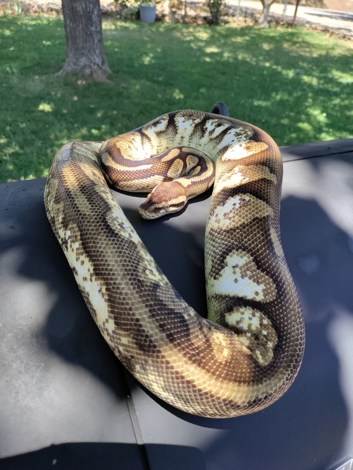 Bubble Gum Ball Python by Coils&Critters - MorphMarket