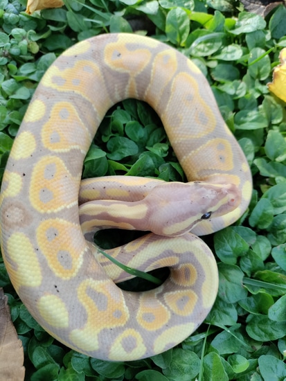 Pastel Coral Glow Brite Ball Python by Coils&Critters