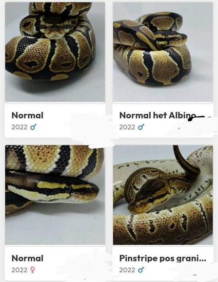 Lot Normal Het Albino Pinstripe Ball Python by Coils&Critters