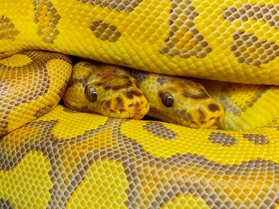 Caramel Clown 100%het Pied Ball Python by Coils&Critters