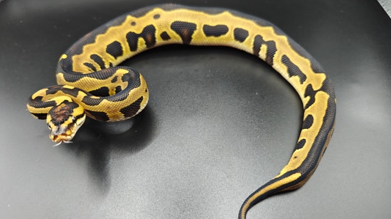 Leopard Cryptic Het Desert Ghost Ball Python by Serendipia Exotics