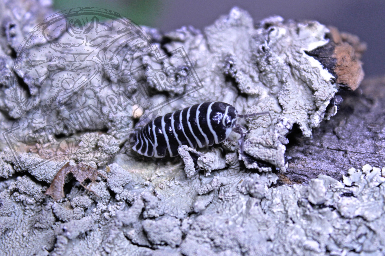 12 Armadillidium Maculatum Zebra Isopod by Serenity Raptors LLC ...