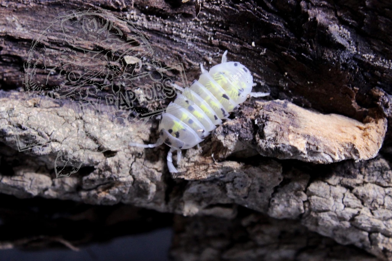 12 Armadillidium Vulgare Magic Potion (Japanese Line) Isopod by ...