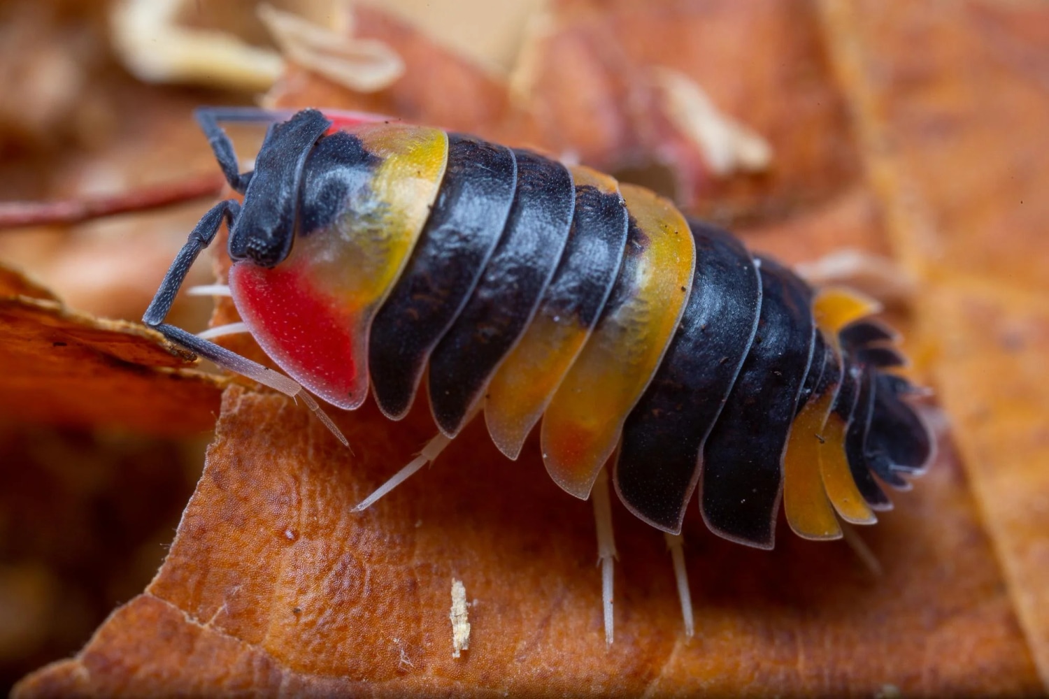 6+ Merulanella Sp. Tricolor Rare Isopod by Junglebox - MorphMarket