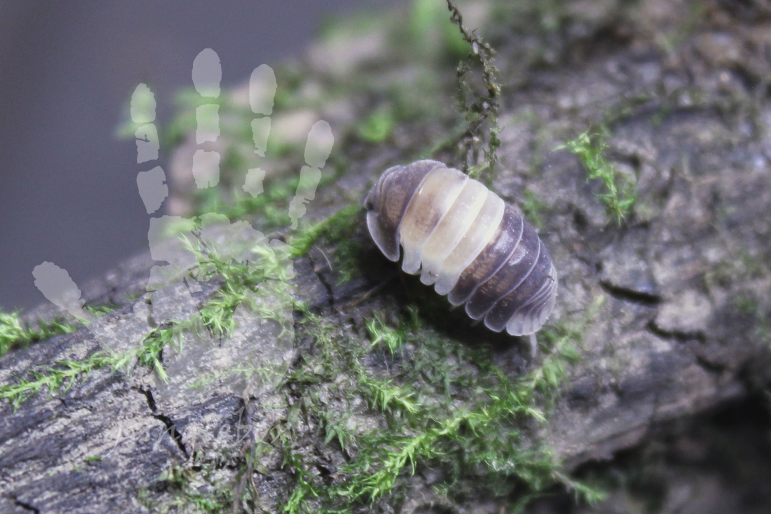 10 Cubaris Sp. Panda King Isopod by Junglebox - MorphMarket