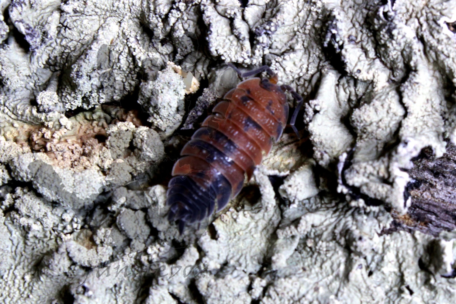 12 Porcellio Scaber Lava Isopod by Junglebox - MorphMarket