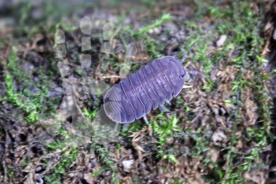 15+ Cubaris Murina Little Sea Isopod by Junglebox Company