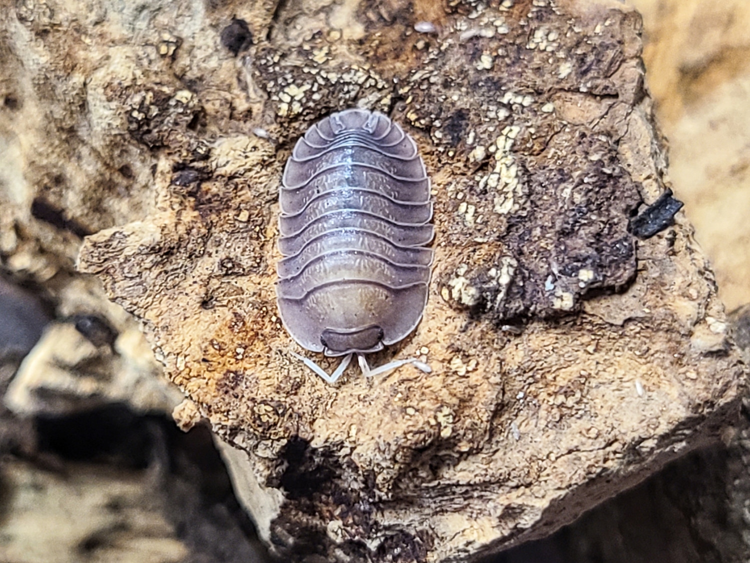 6+ Cubaris Sp.Soil Isopod by Junglebox - MorphMarket