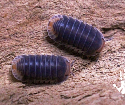 10+ Troglodillo Soil Isopod by Junglebox - MorphMarket