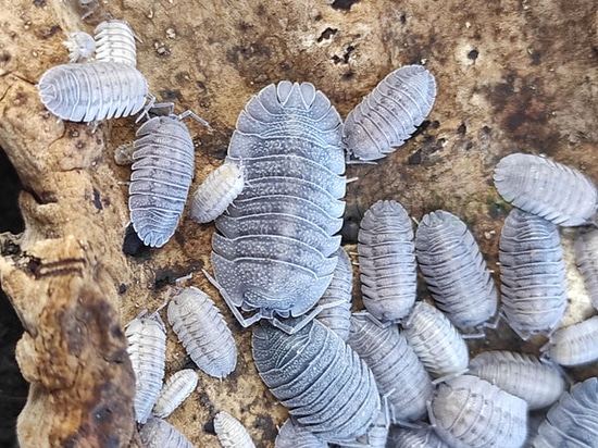 12+ Armadillidium Peraccae Isopod by Junglebox Company LLC