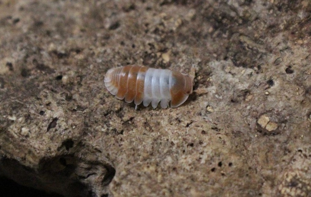 10+ Cubaris Red Panda King Isopod by Junglebox - MorphMarket