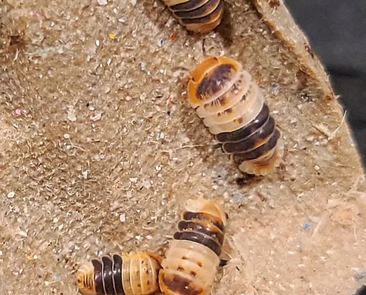 10+ Cubaris Sp. White Shark Isopod by Junglebox - MorphMarket