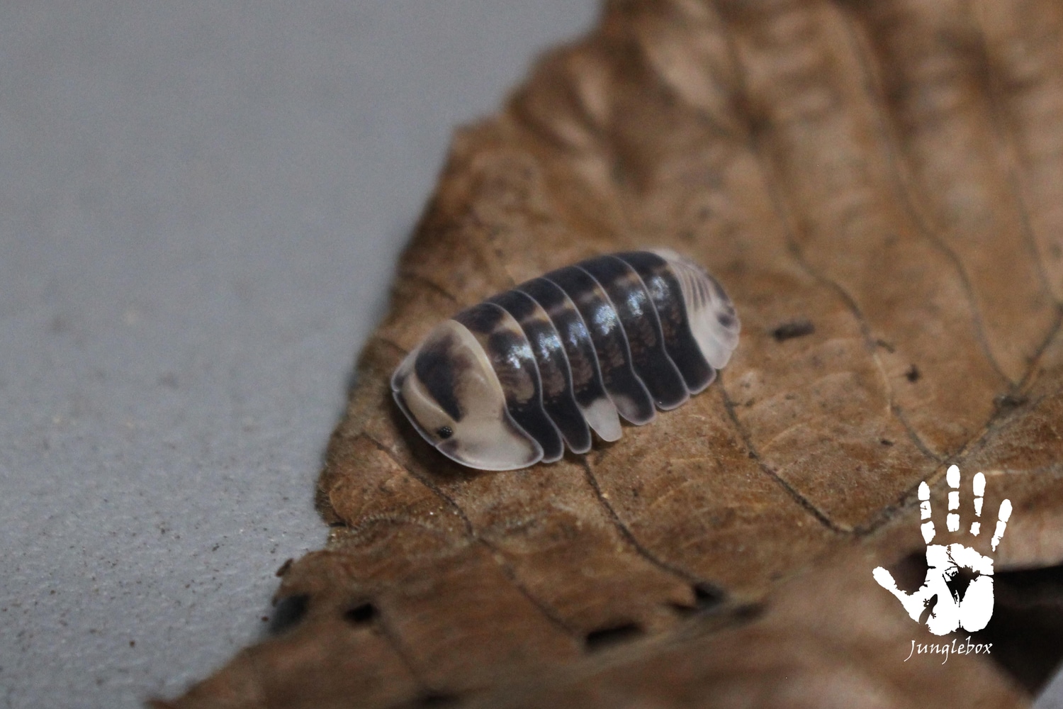 6+ Cubaris Sp. White Ducky Isopod by Junglebox Company - MorphMarket